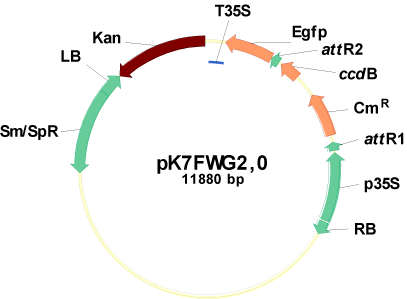 Heven Sze Lab | CBMG | College of Chemical & Life Sciences | University ...