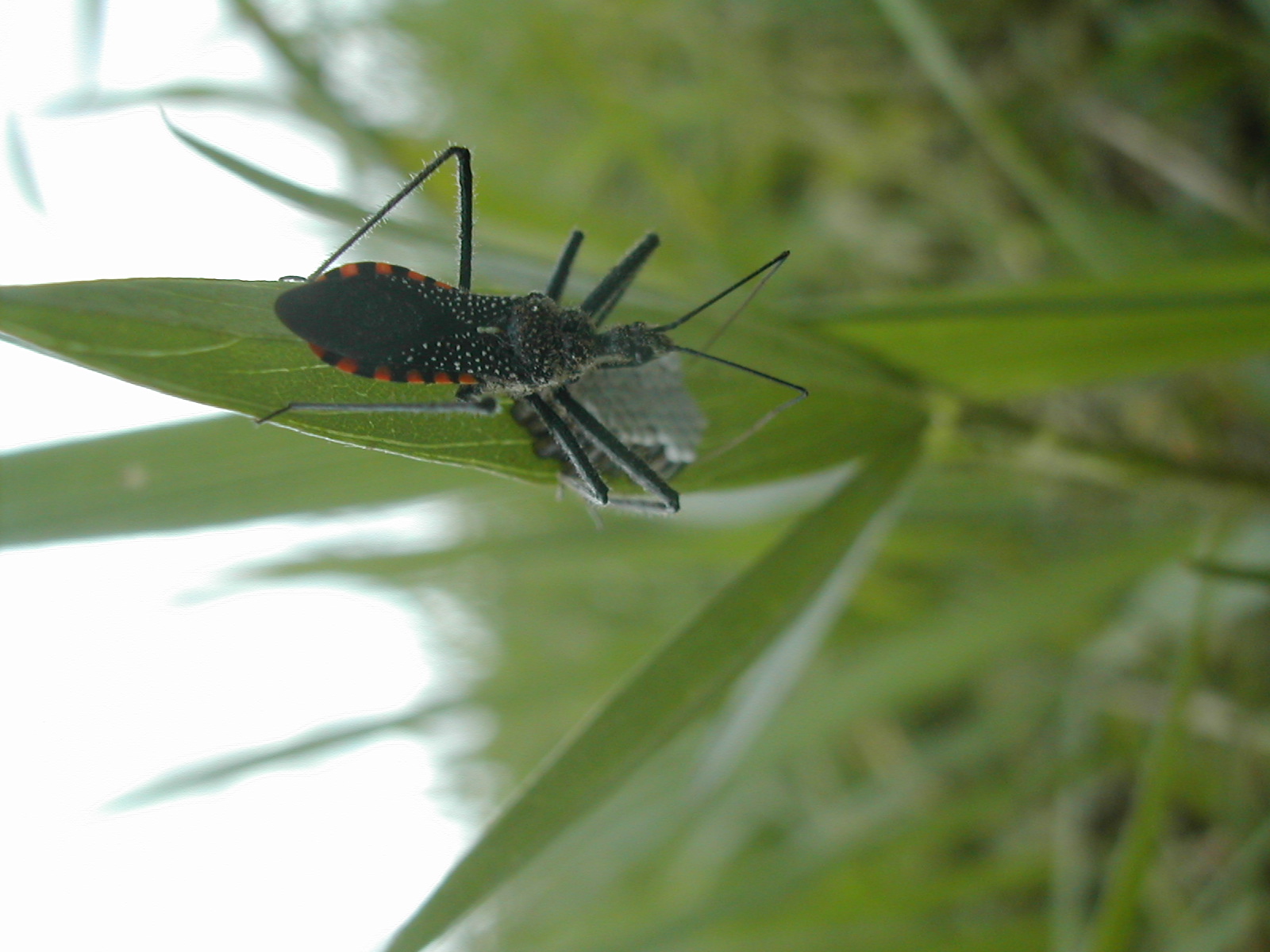 Bill Fagan Lab: James Gilbert