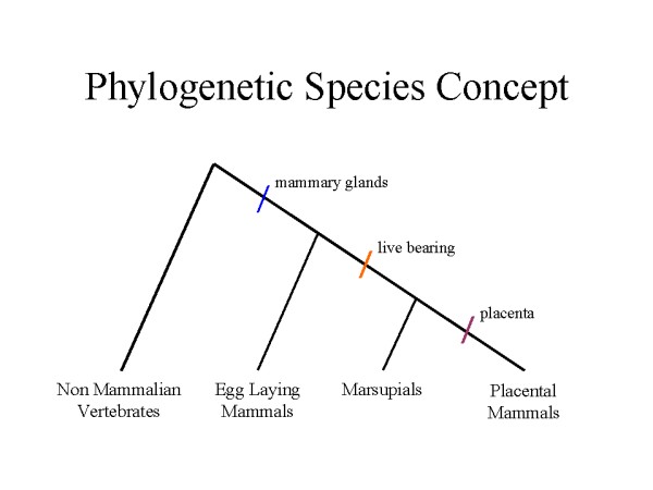 Phylogenetic Species Concept