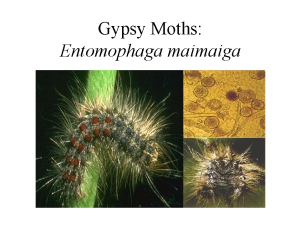 Gypsy Moths: