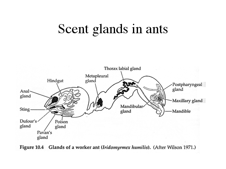 Scent glands in ants