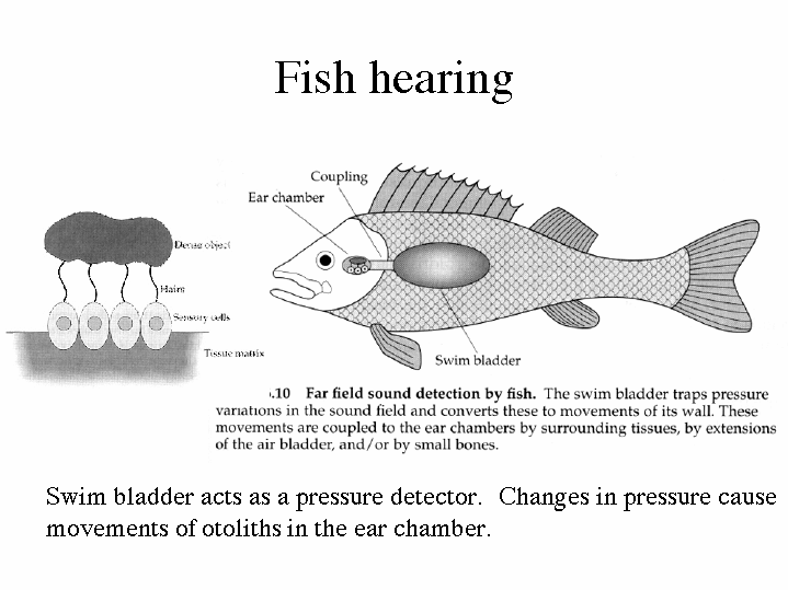 What Does It Mean When A Fish Sounds at Dylan Trouton blog